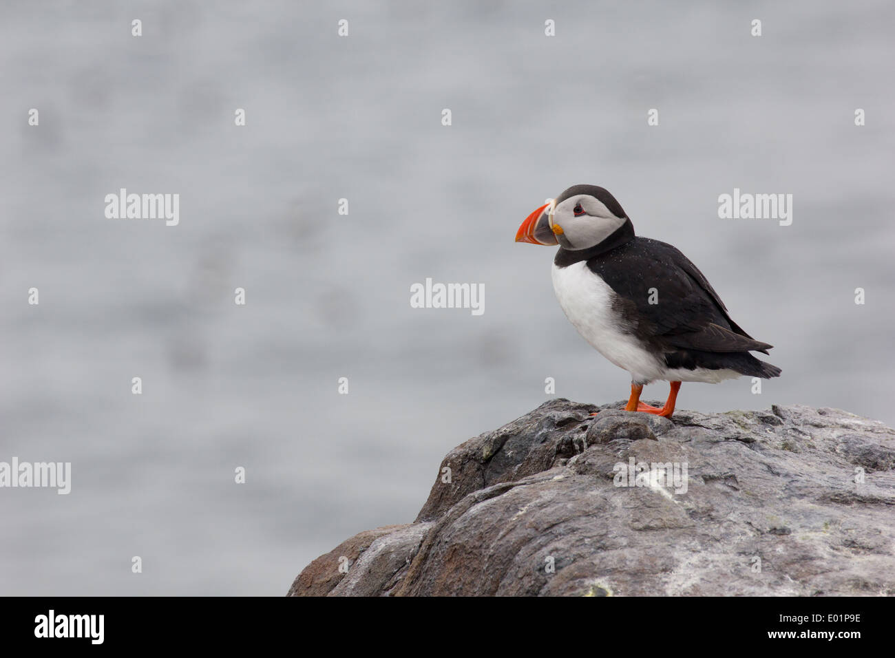 Puffin visitors farne islands hi-res stock photography and images - Alamy
