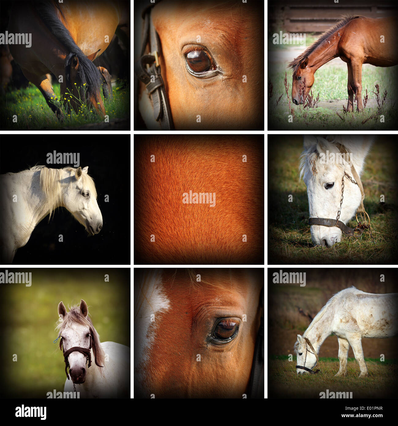 collection of horses pictures, details of life at the farm Stock Photo ...