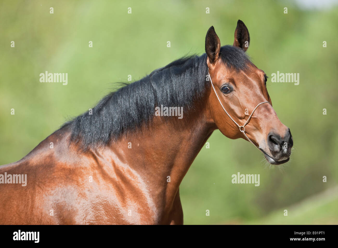 Budenny High Resolution Stock Photography and Images - Alamy