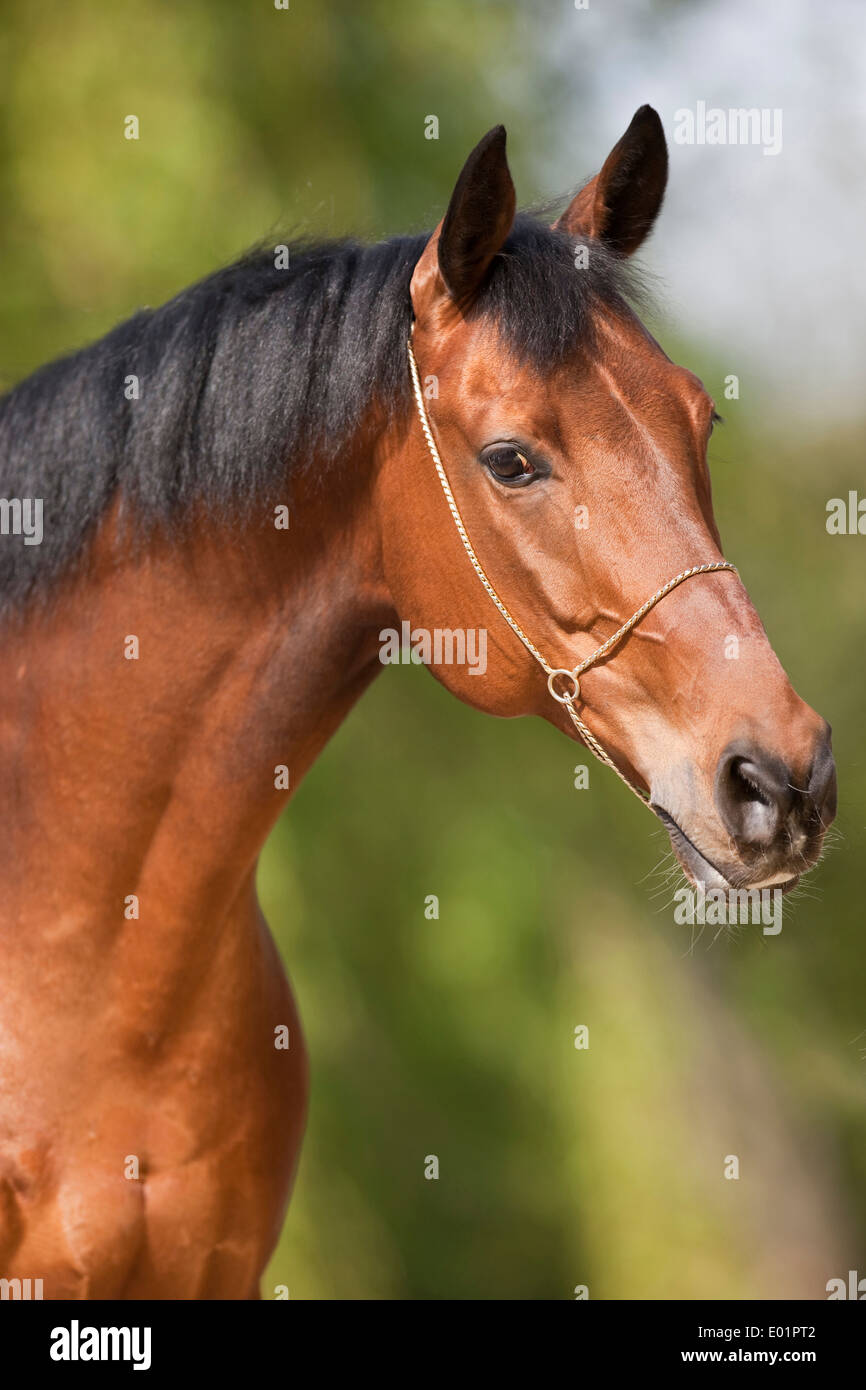 Budenny High Resolution Stock Photography and Images - Alamy