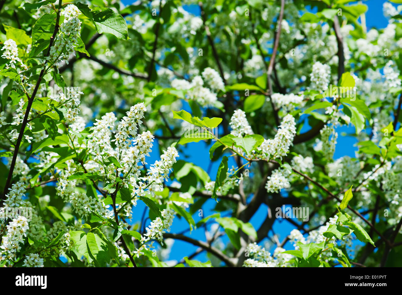 Bird-cherry tree flowers Stock Photo - Alamy