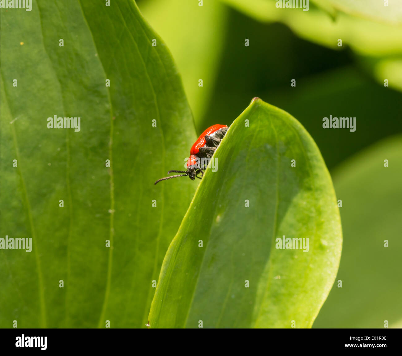 Lily beetles hi-res stock photography and images - Alamy