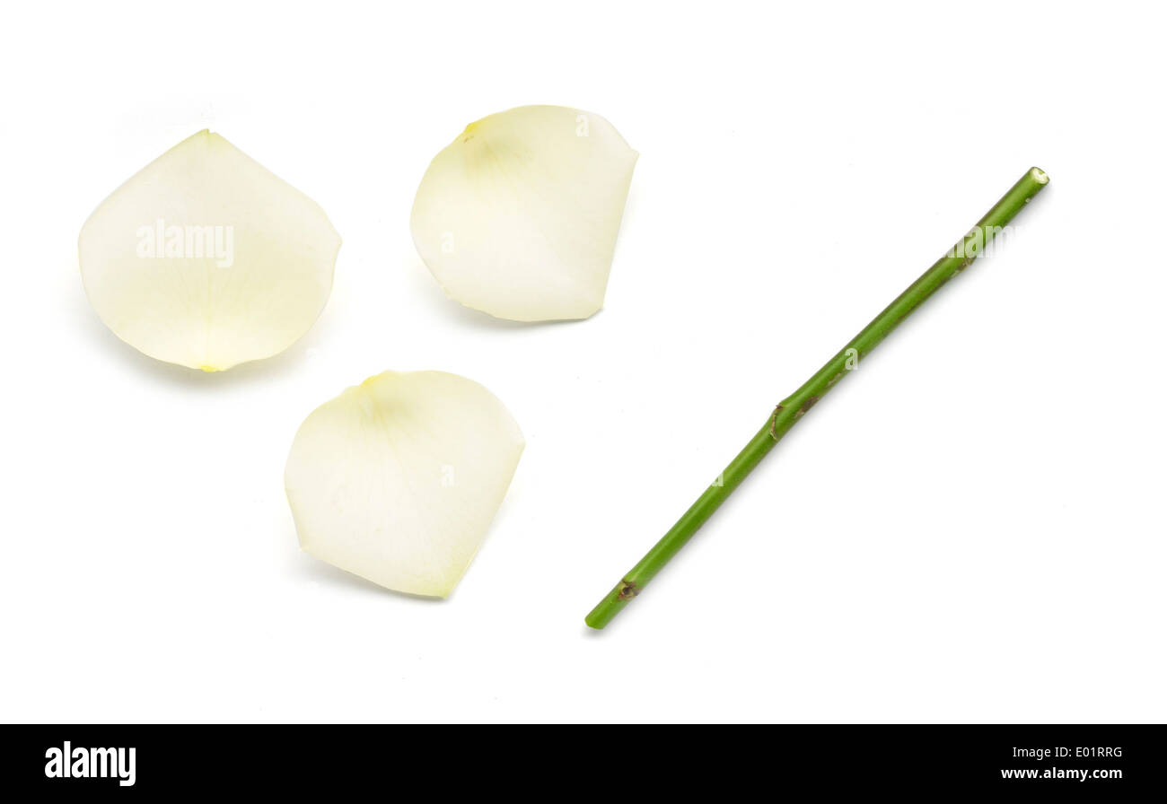 Rose petals & stem, cut out on white background Stock Photo - Alamy
