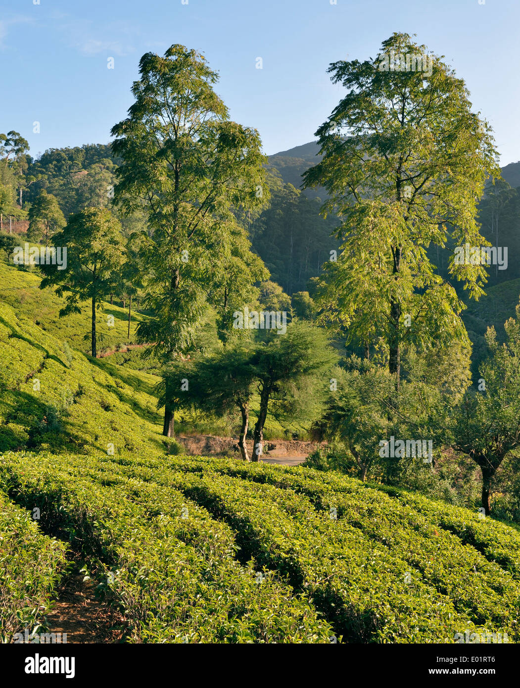 Sri lankan agriculture hi-res stock photography and images - Alamy