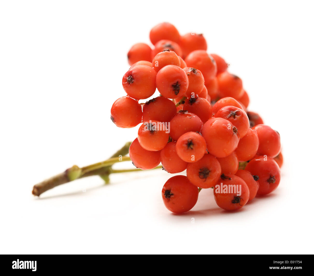 Bunch of ashberry hi-res stock photography and images - Alamy
