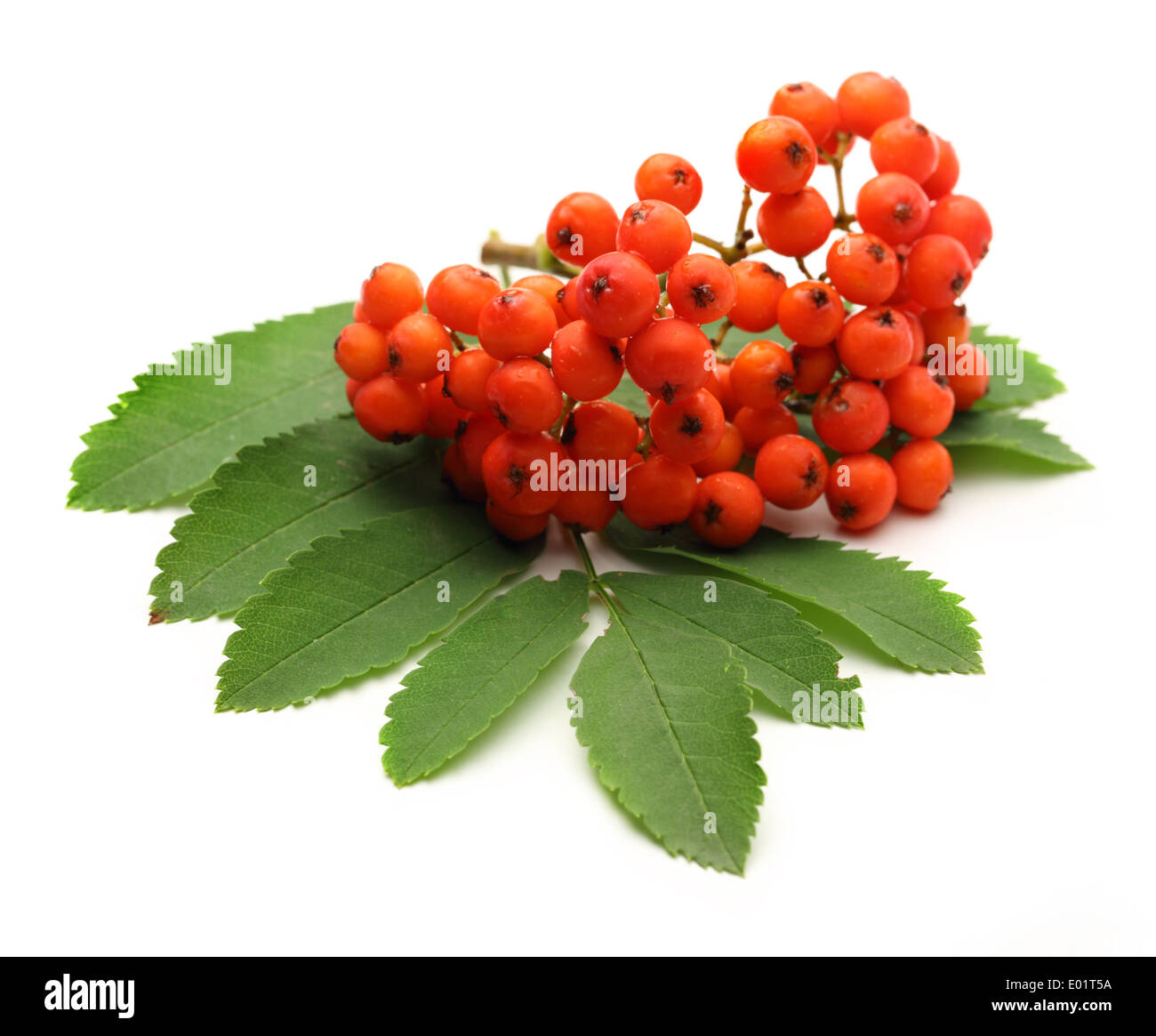 Ashberry hi-res stock photography and images - Alamy