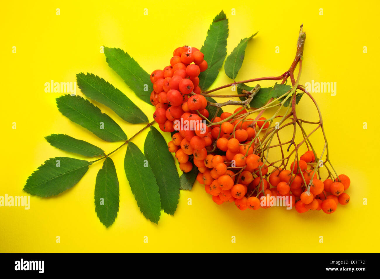 Bunch of ashberry hi-res stock photography and images - Alamy