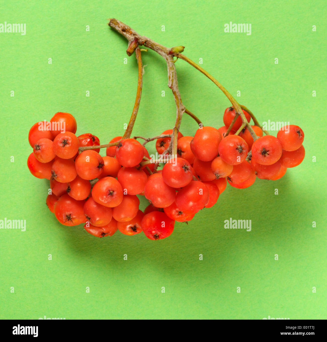 Ashberry hi-res stock photography and images - Alamy