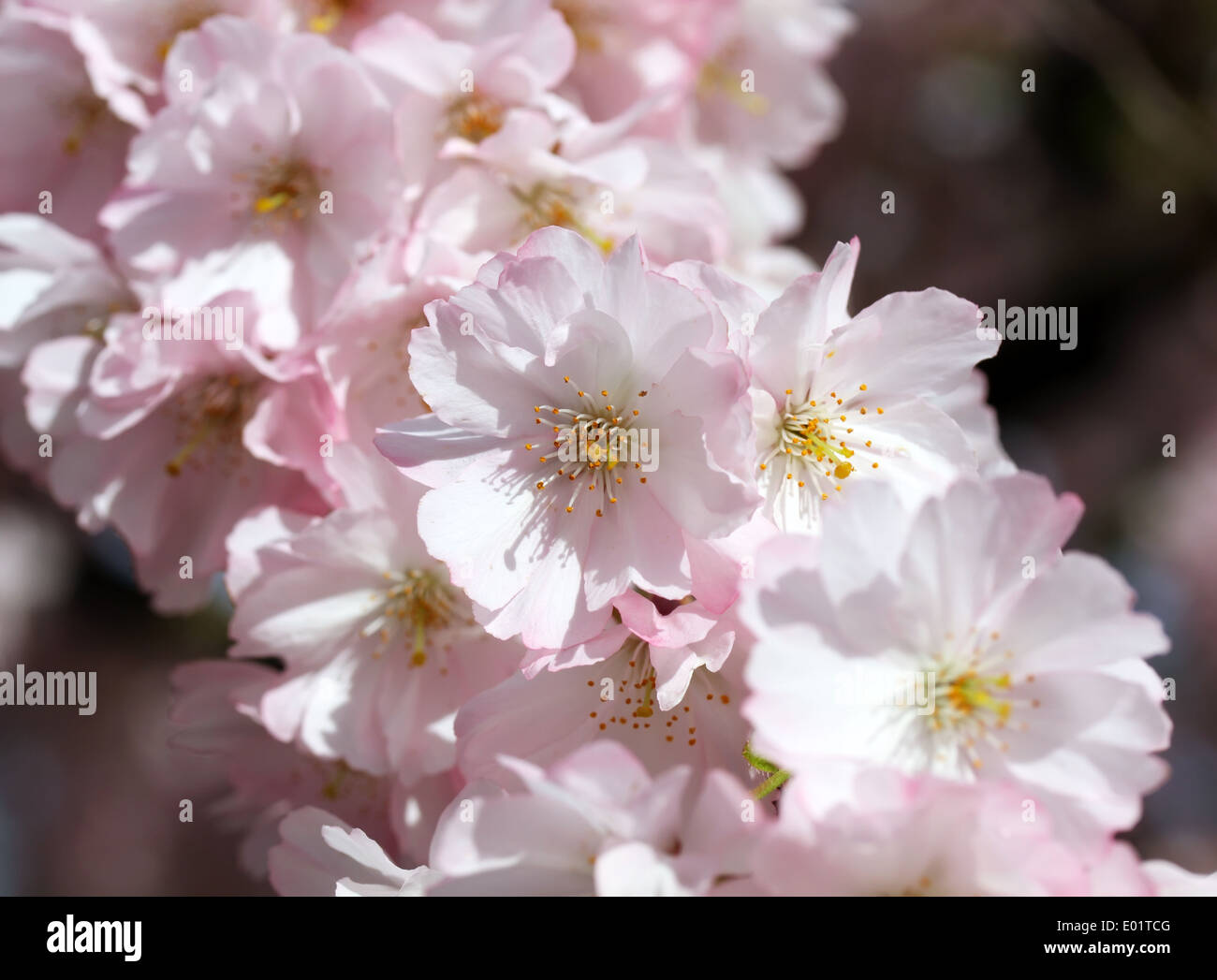 Spring tree branch hi-res stock photography and images - Alamy