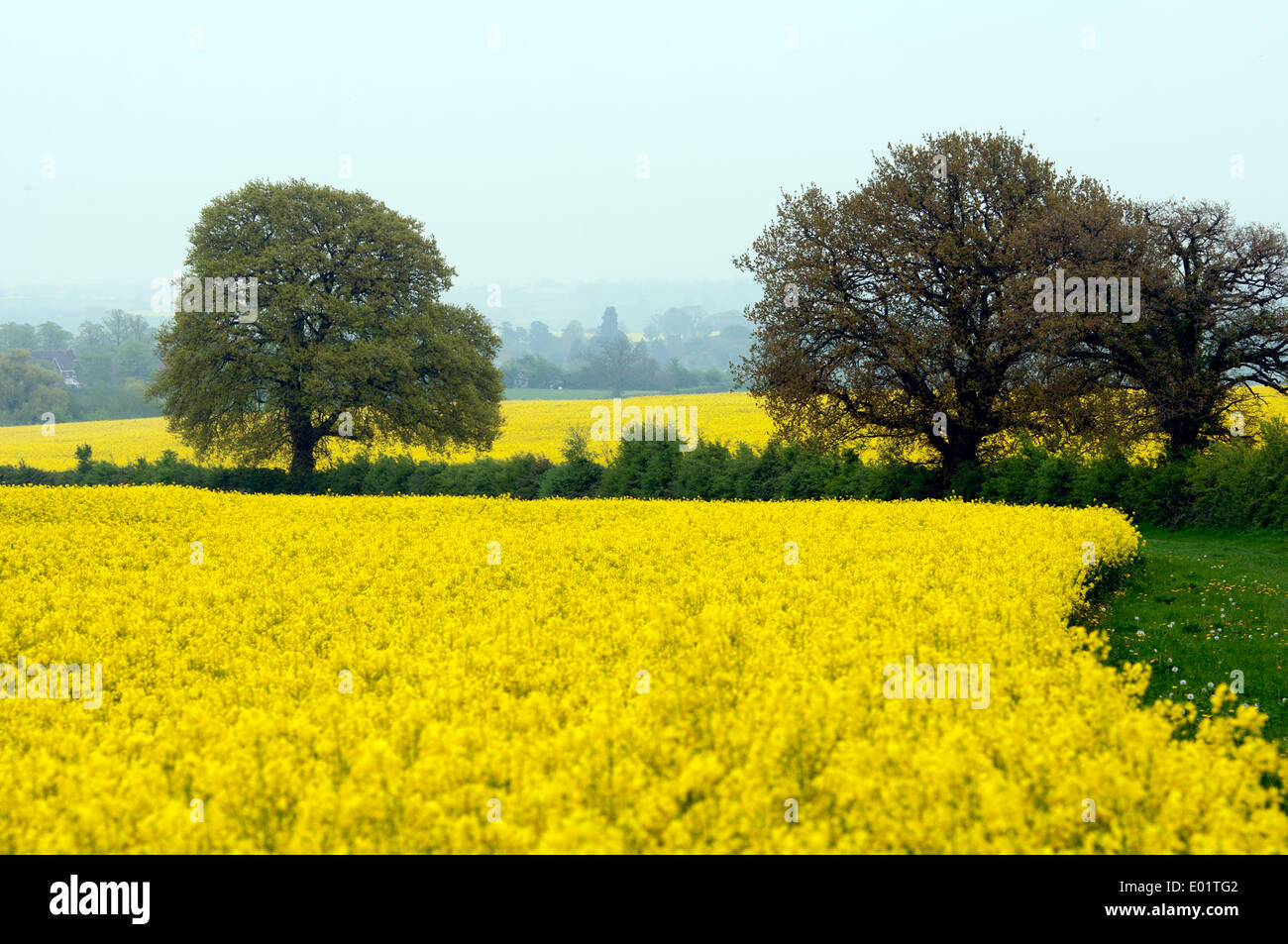 Cubbington, Warwickshire, England, UK. 29th April 2014. Oilseed rape ...