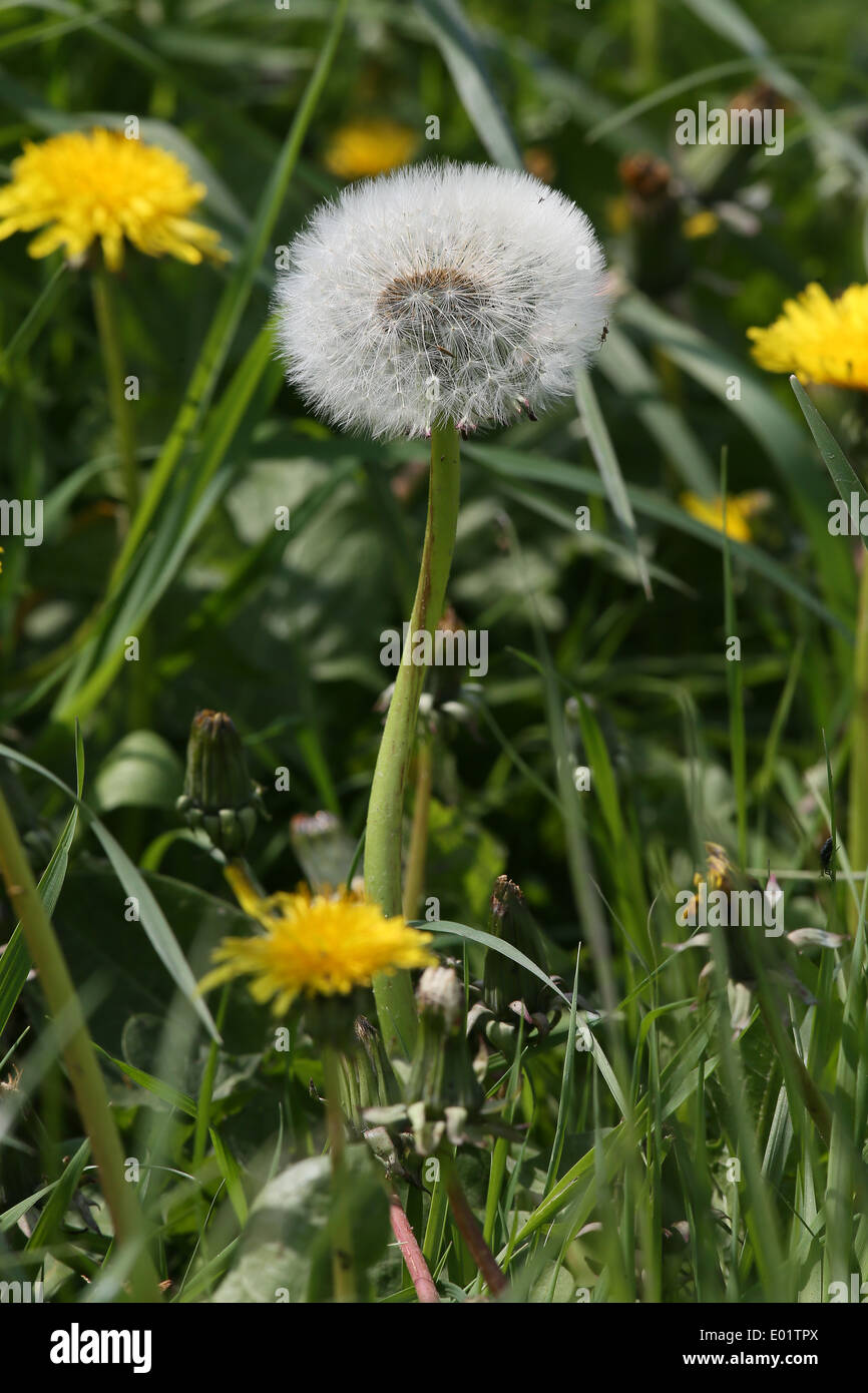Dandelion in English countryside Stock Photo - Alamy
