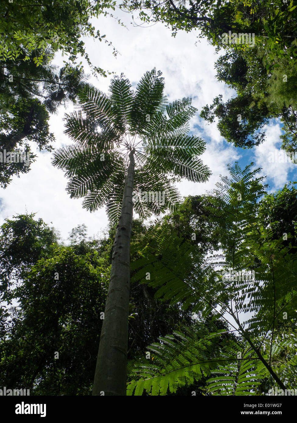 Tall tree fren and luxuriant tropical forest growth in an area of Mata ...