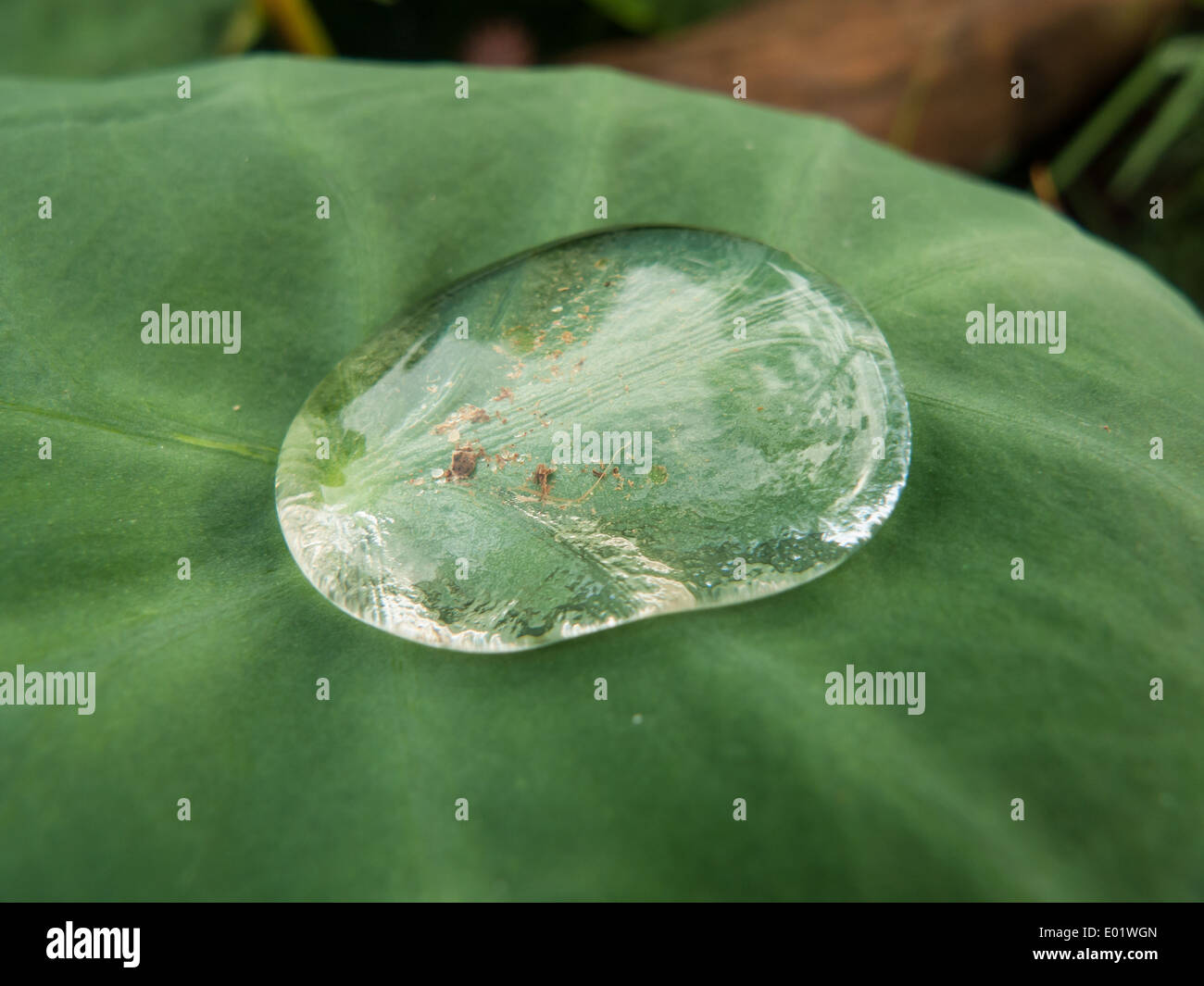 Large water drop with forest reflection on an Araceae leaf, Mata ...