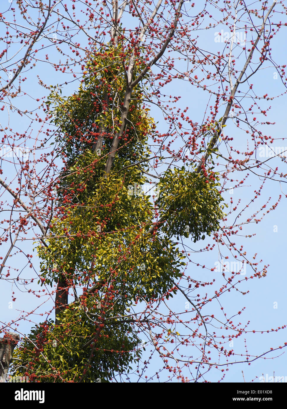 Mistletoe On A Tree Stock Photo - Alamy