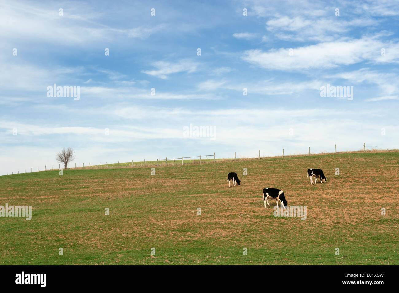 Three cows grazing in a field. Shenandoah Valley, Virginia, USA Stock ...