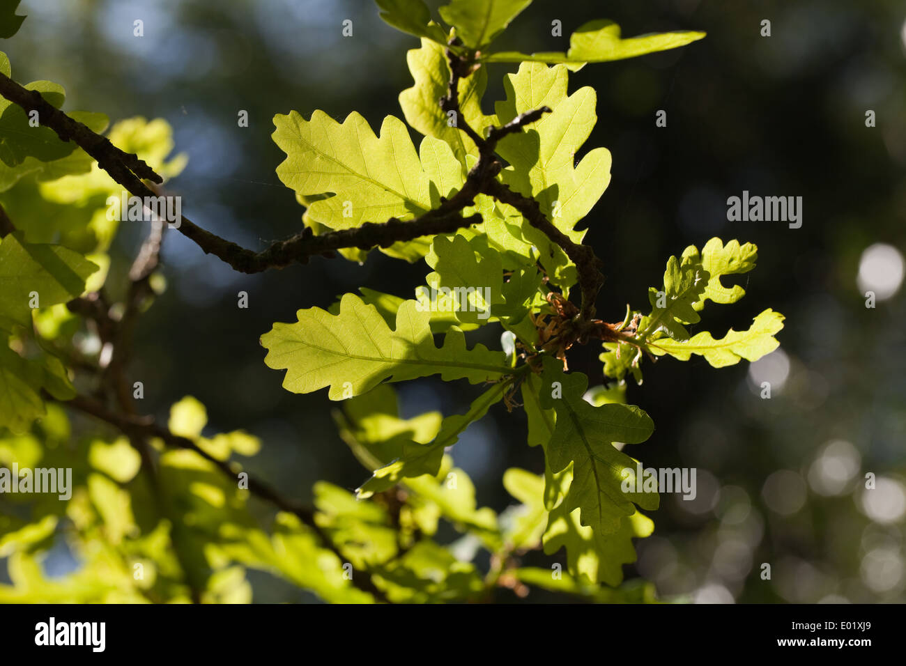 Oak leaf buds hi-res stock photography and images - Alamy