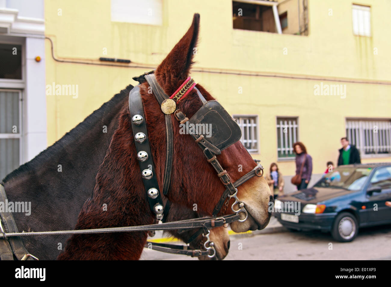 Mule in Harness at Blessing of the Animals Parade, Nules Stock Photo ...