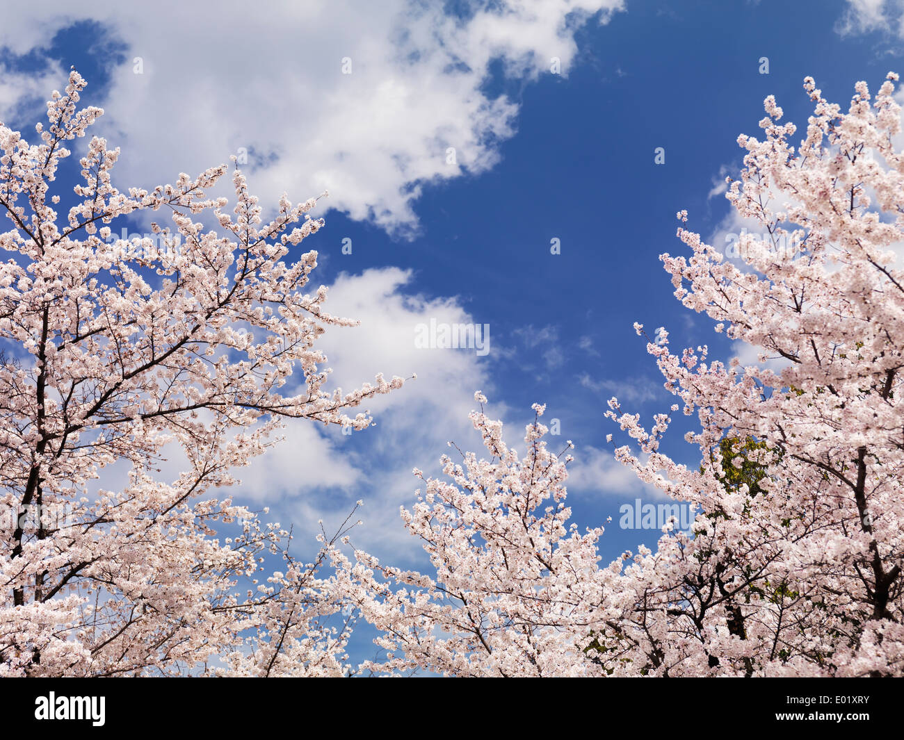 Blue cherry blossom trees hi-res stock photography and images - Alamy