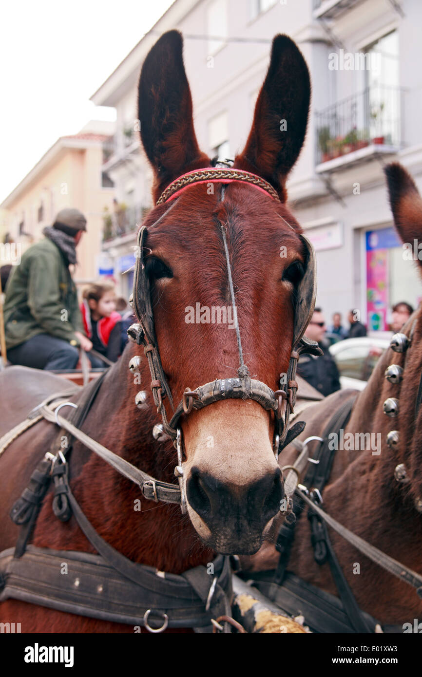 Parade mule hi-res stock photography and images - Alamy