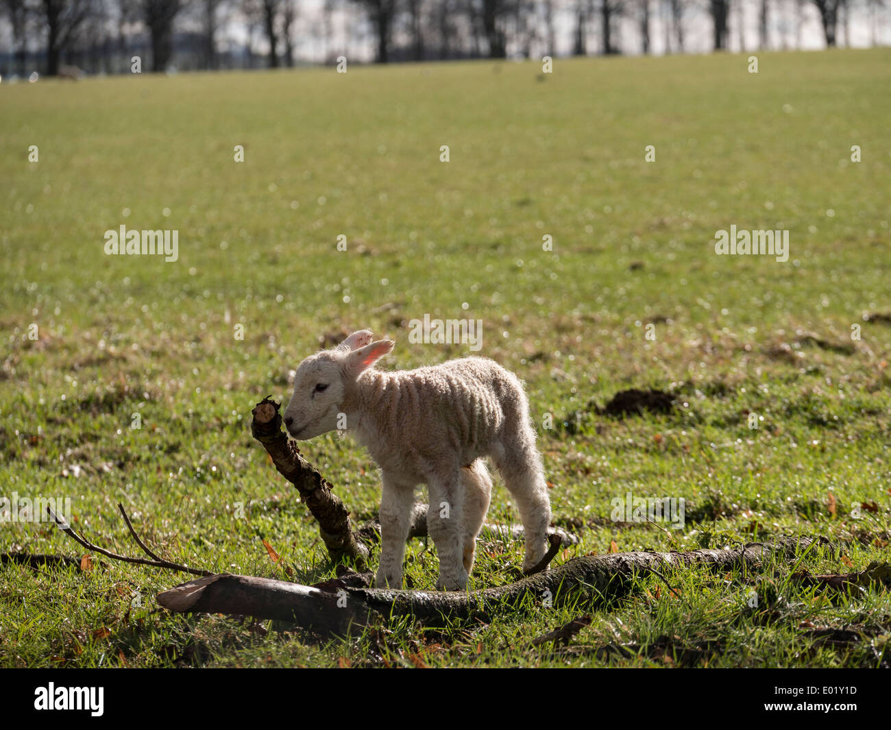 Cute sheep hi-res stock photography and images - Alamy