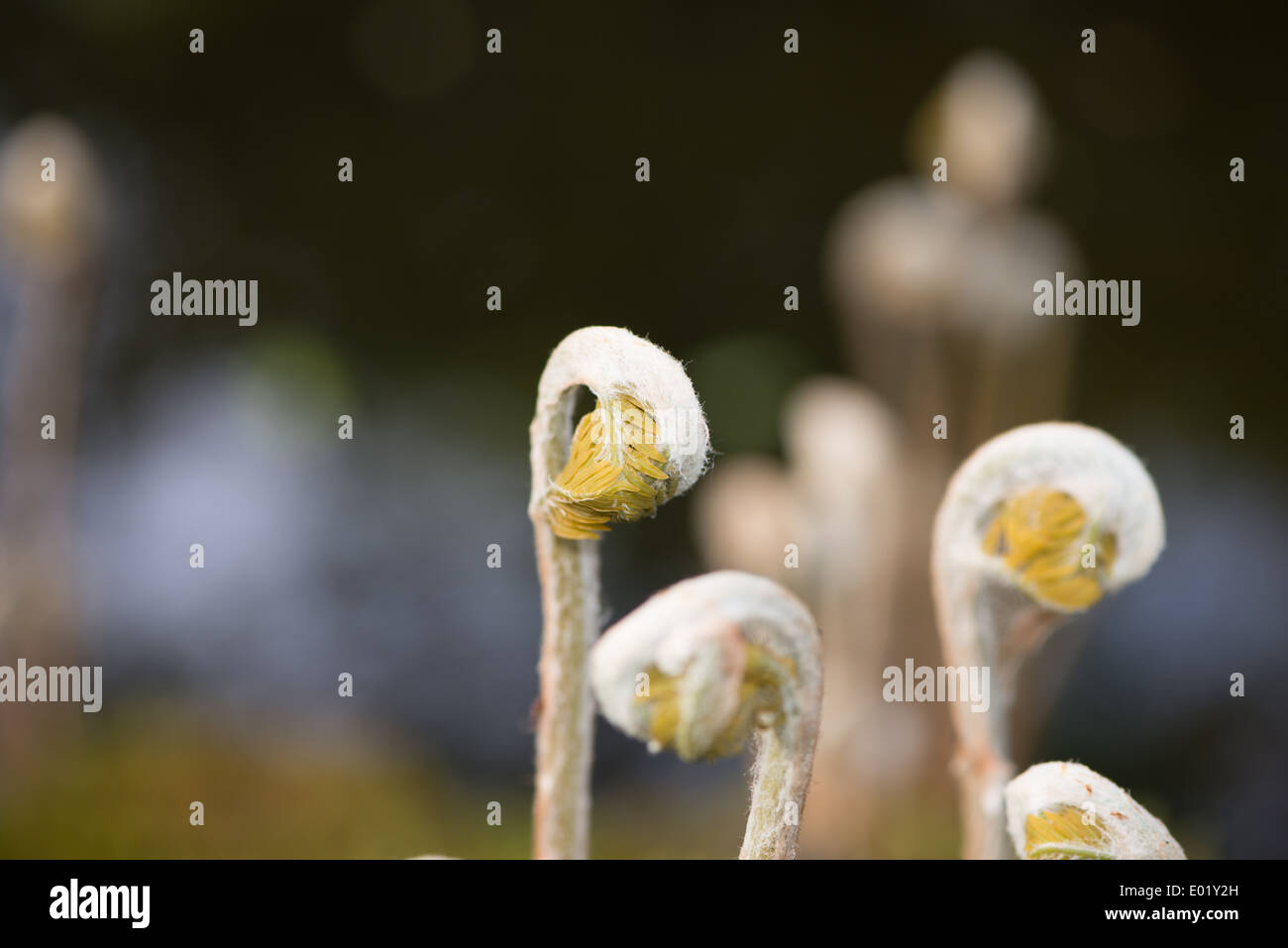 detail of fern in japanese garden in the hague, the netherlands Stock ...