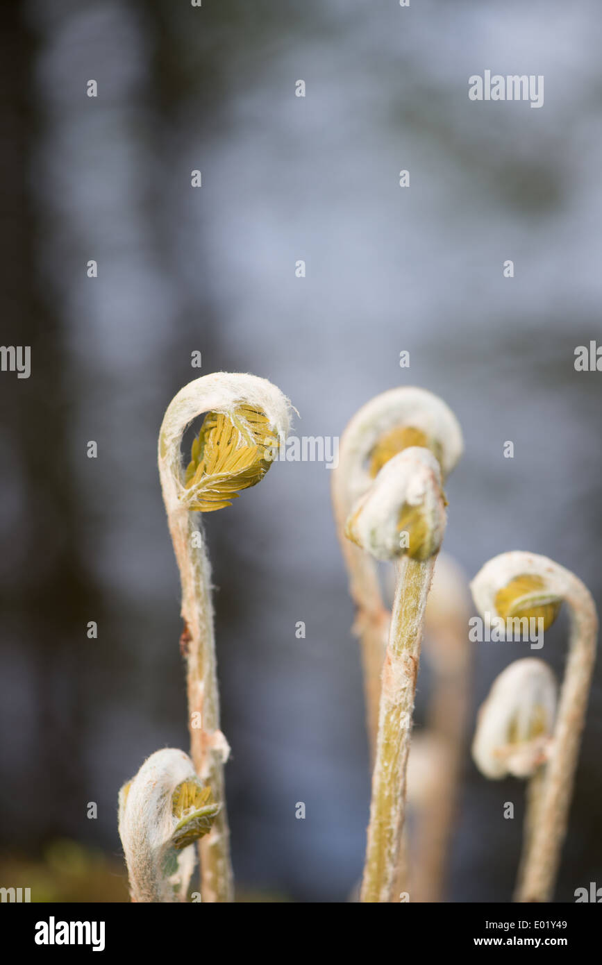 detail of fern in japanese garden in the hague, the netherlands Stock ...