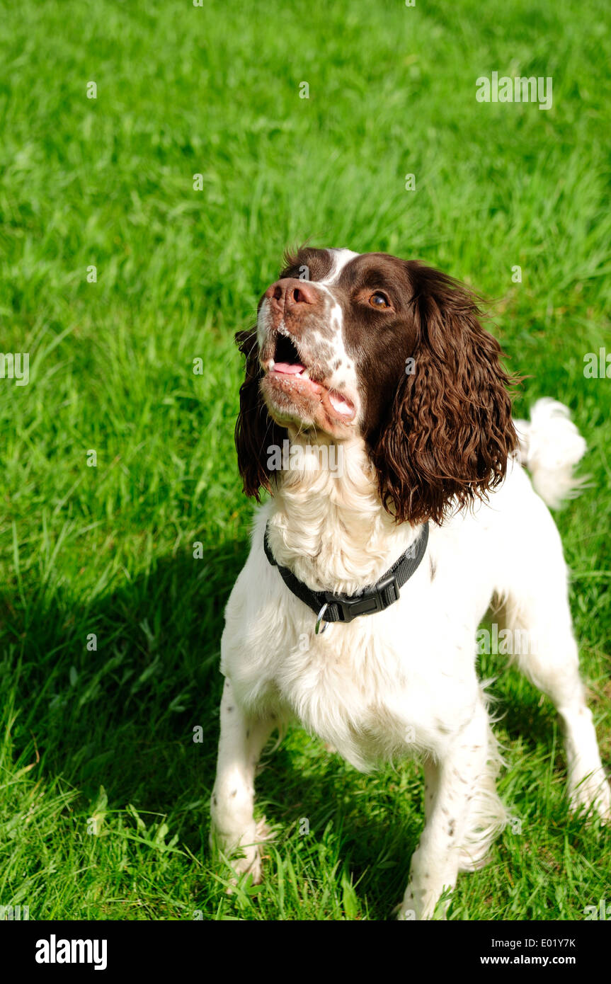 Breed of gun dog hi-res stock photography and images - Alamy