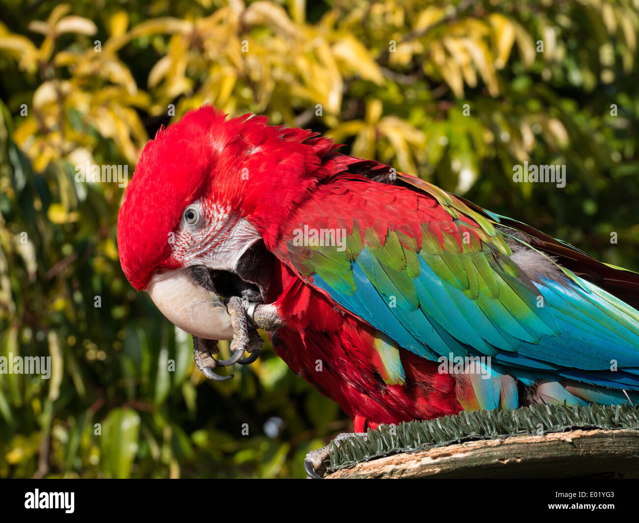 Macaw in a zoo Stock Photo - Alamy