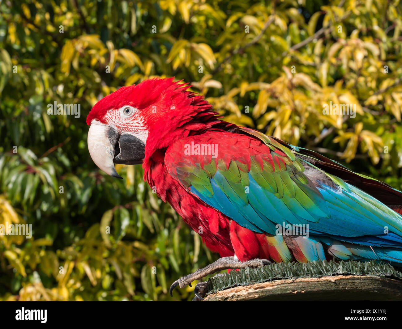 Macaw in a zoo Stock Photo - Alamy