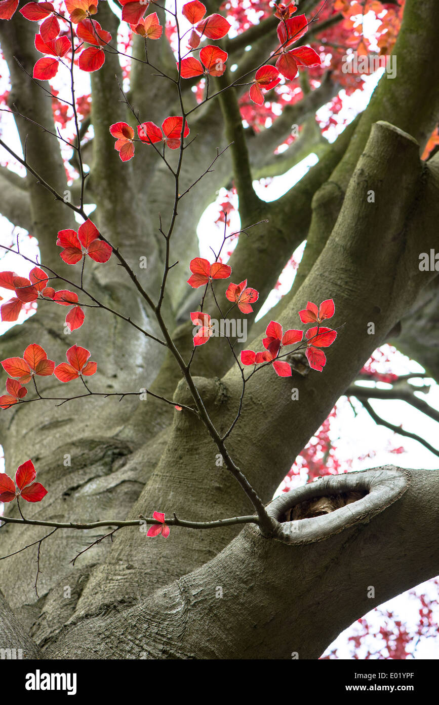 red leaves at beech in spring in japanese garden in the hague, the ...