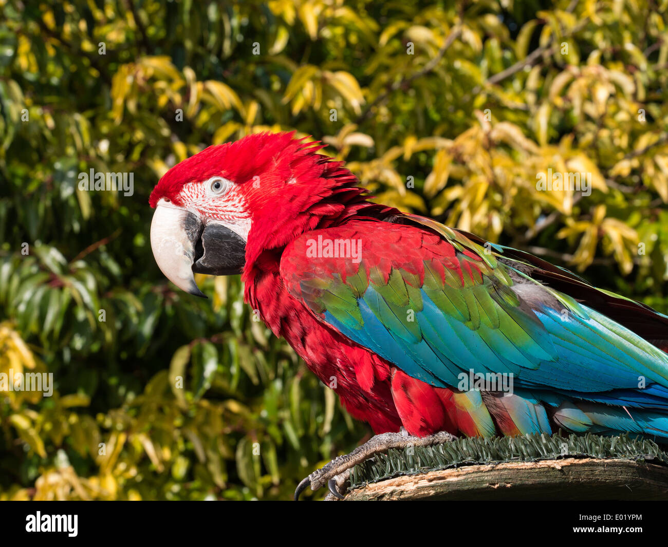 Macaw in a zoo Stock Photo - Alamy