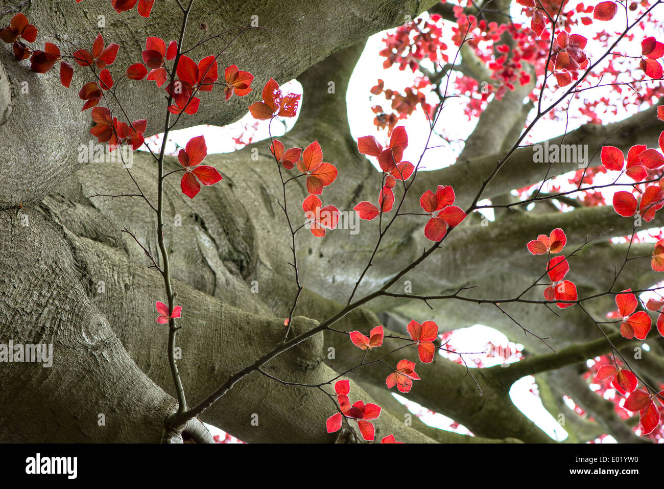 red leaves at beech in spring in japanese garden in the hague, the ...