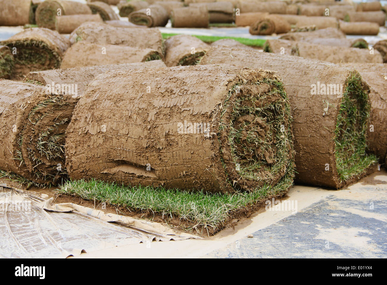 Turf grass rolls partially unrolled close up Stock Photo - Alamy