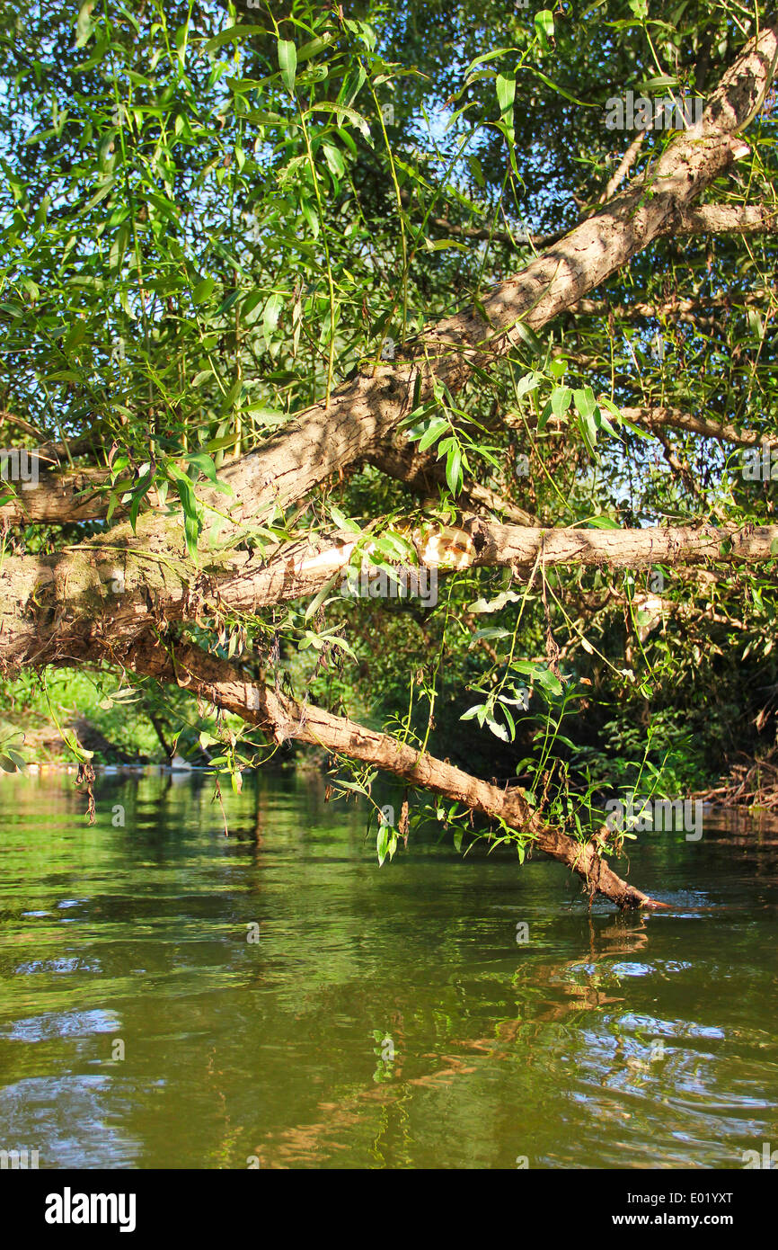 Forest river scene with trees over the water Stock Photo - Alamy