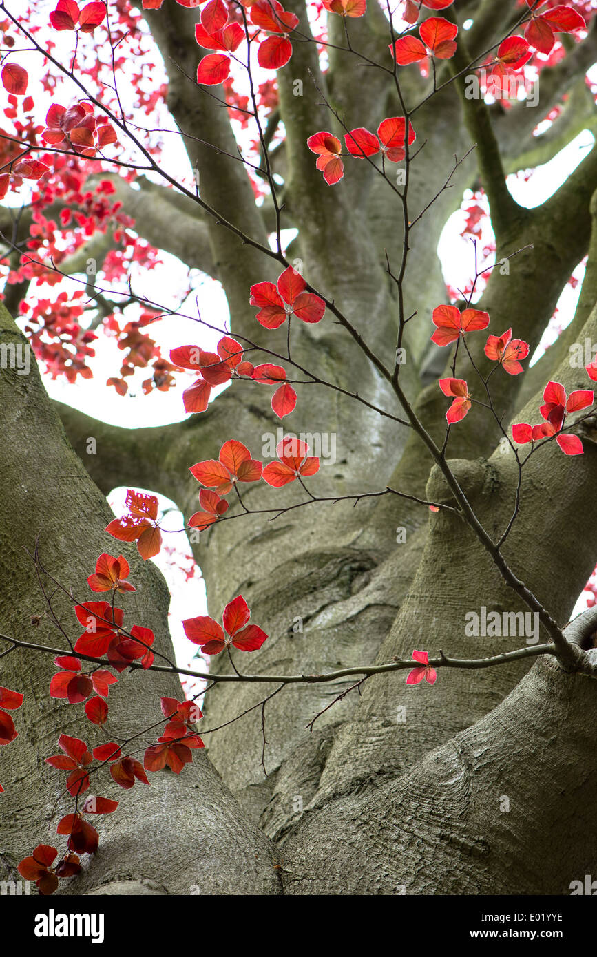 red leaves at beech in spring in japanese garden in the hague, the ...