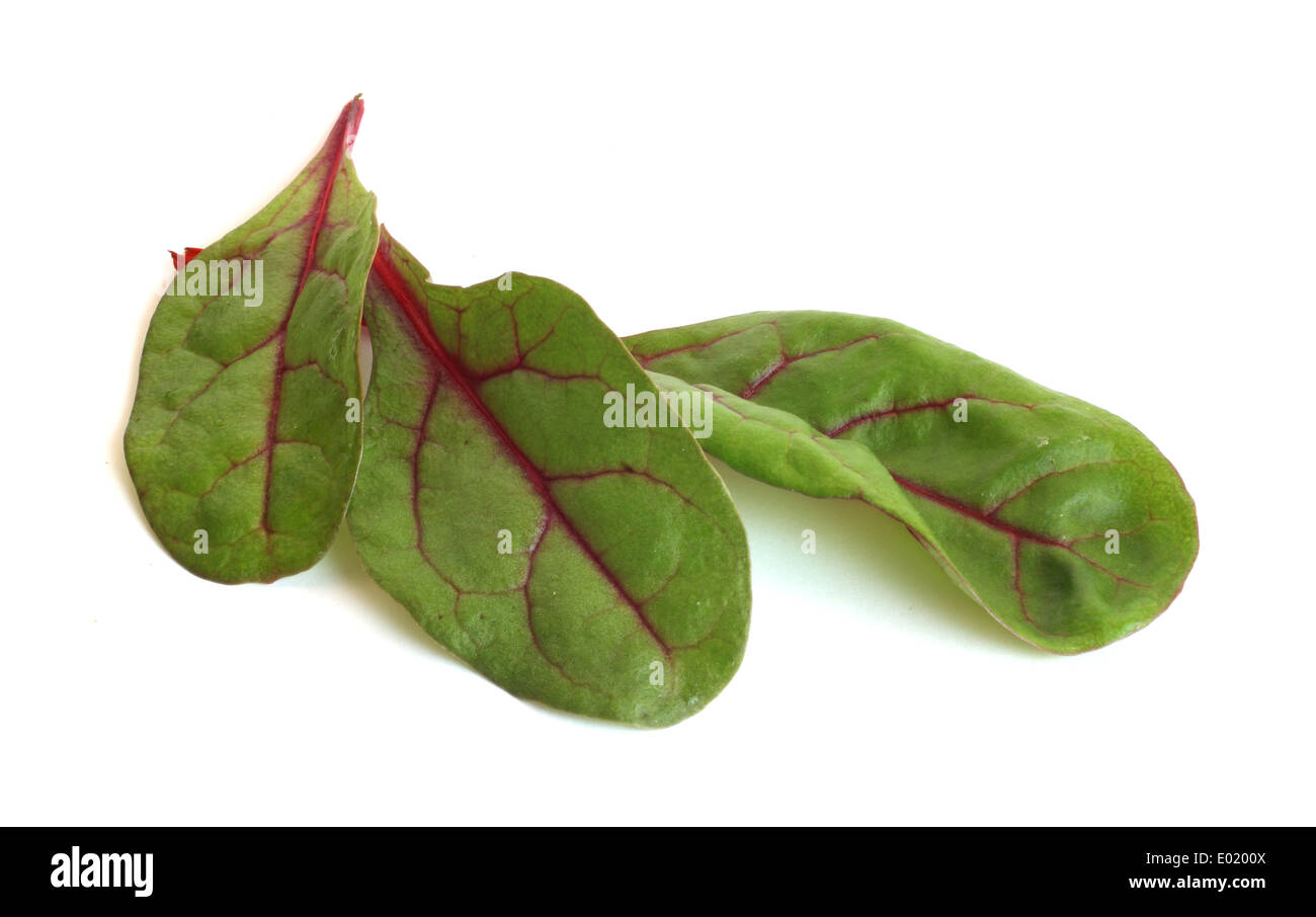 Mangold salad or Sweet beet leafs isolated on white background Stock ...