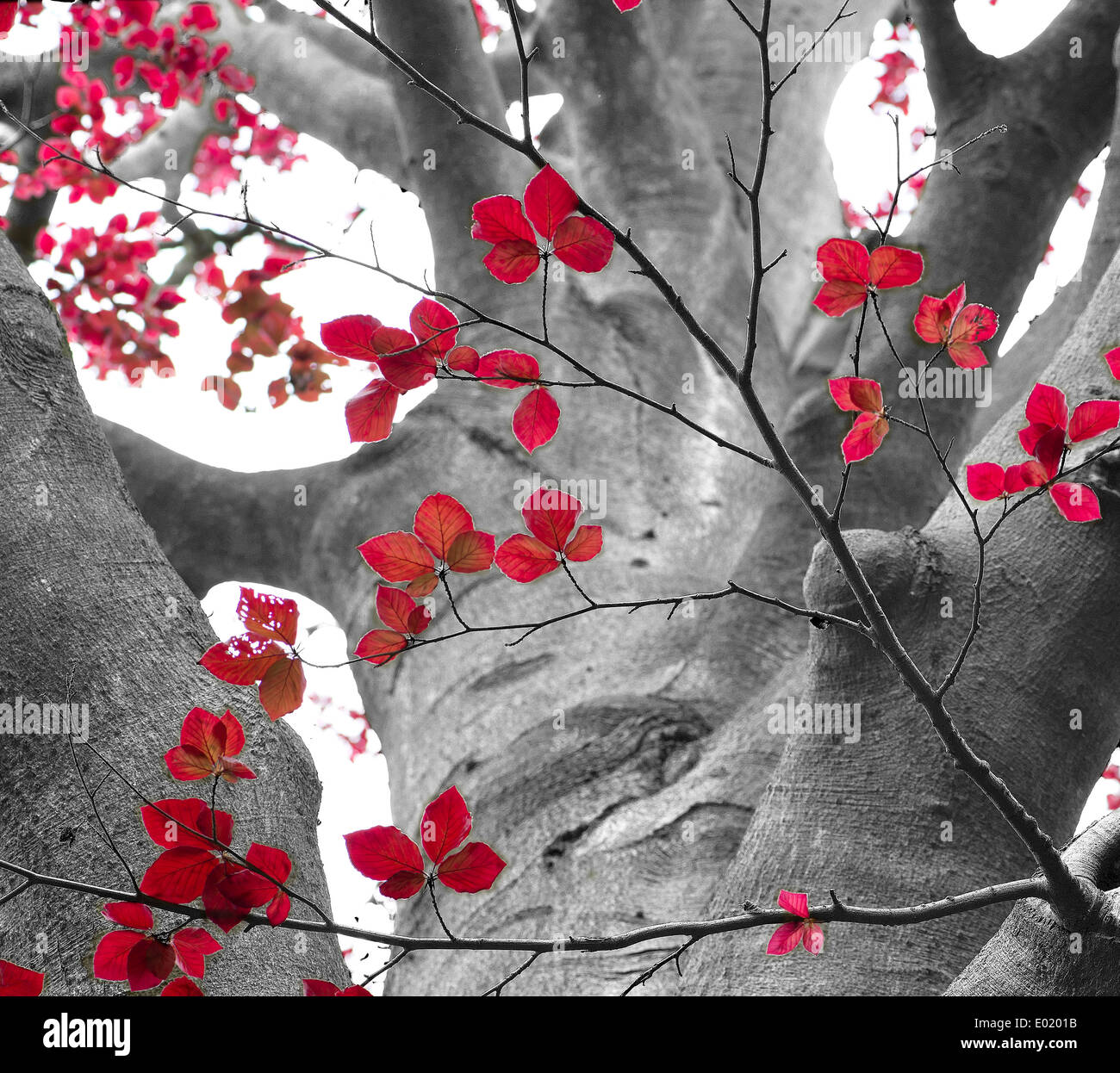 Huge red beech tree hi-res stock photography and images - Alamy