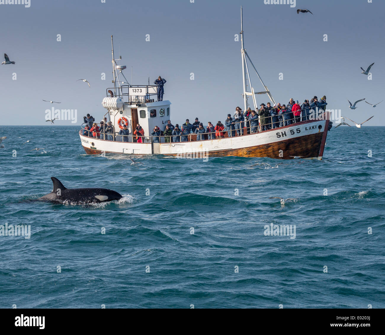 Orca whales close to whale watching tour boat, Breidafjordur, Iceland ...