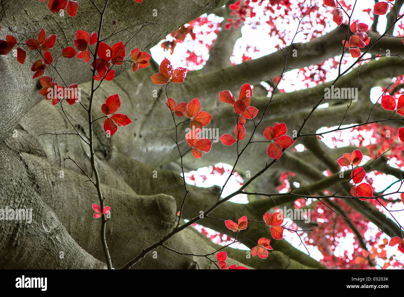Red beech tree hi-res stock photography and images - Alamy