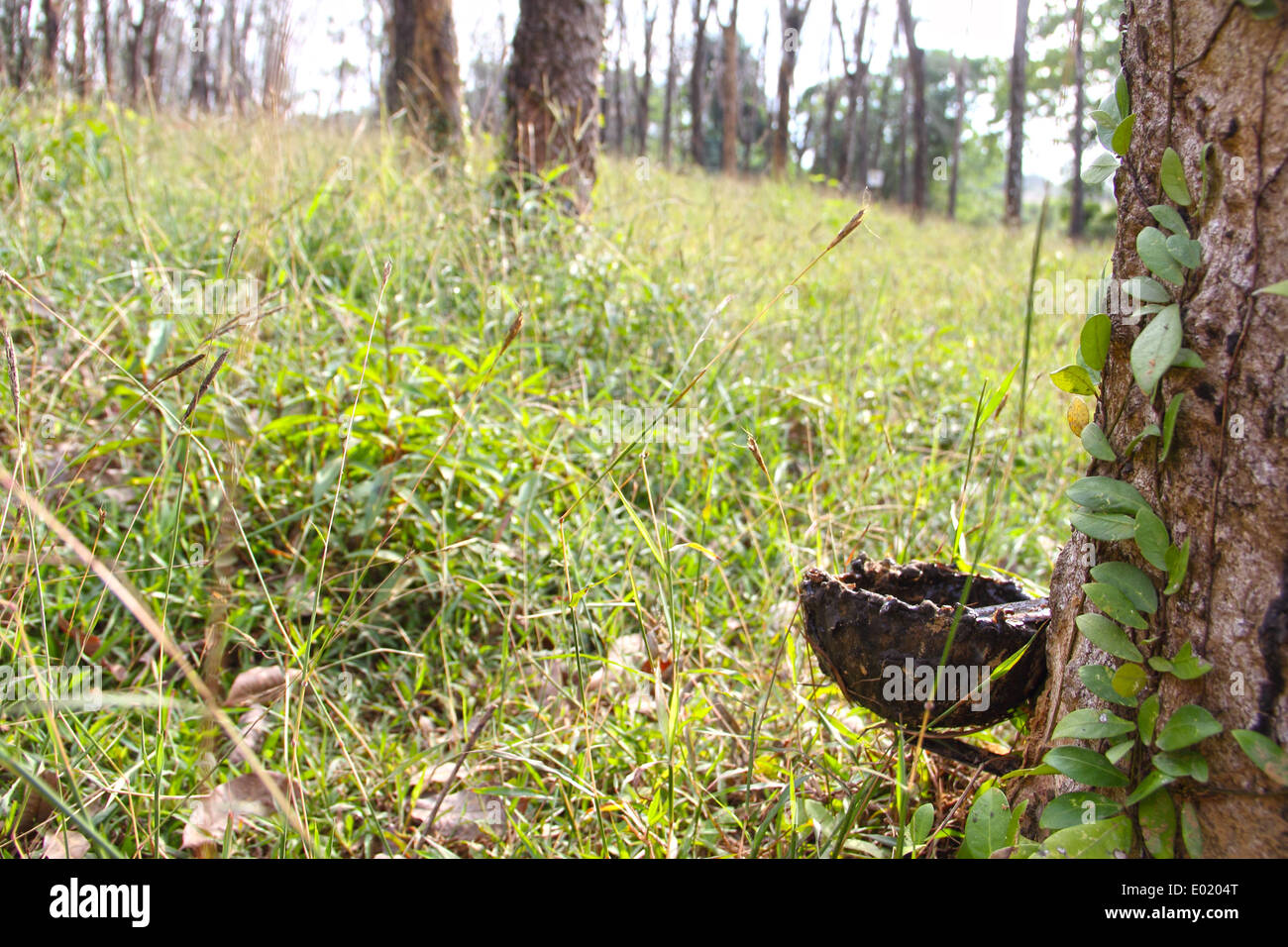 Rubber tree collecting hi-res stock photography and images - Alamy