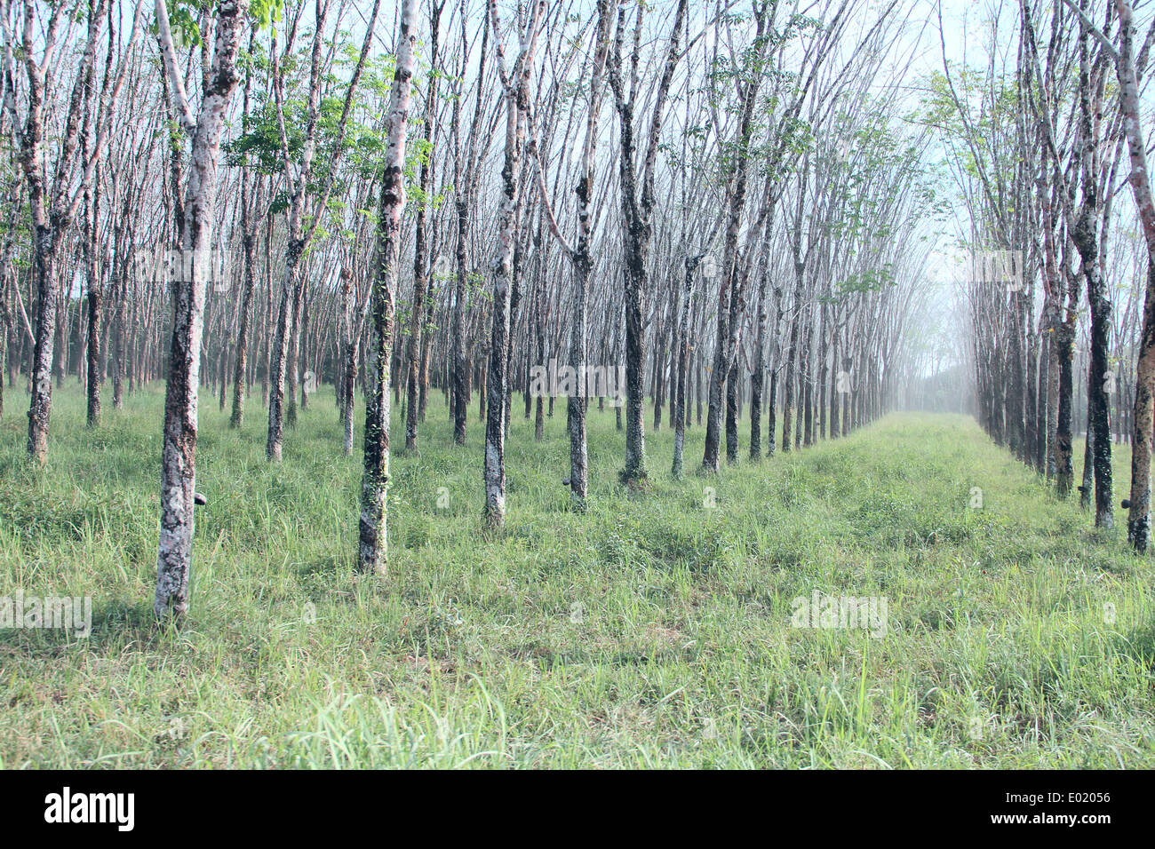 Rubber plant plantation with rows of cultivated trees Stock Photo - Alamy