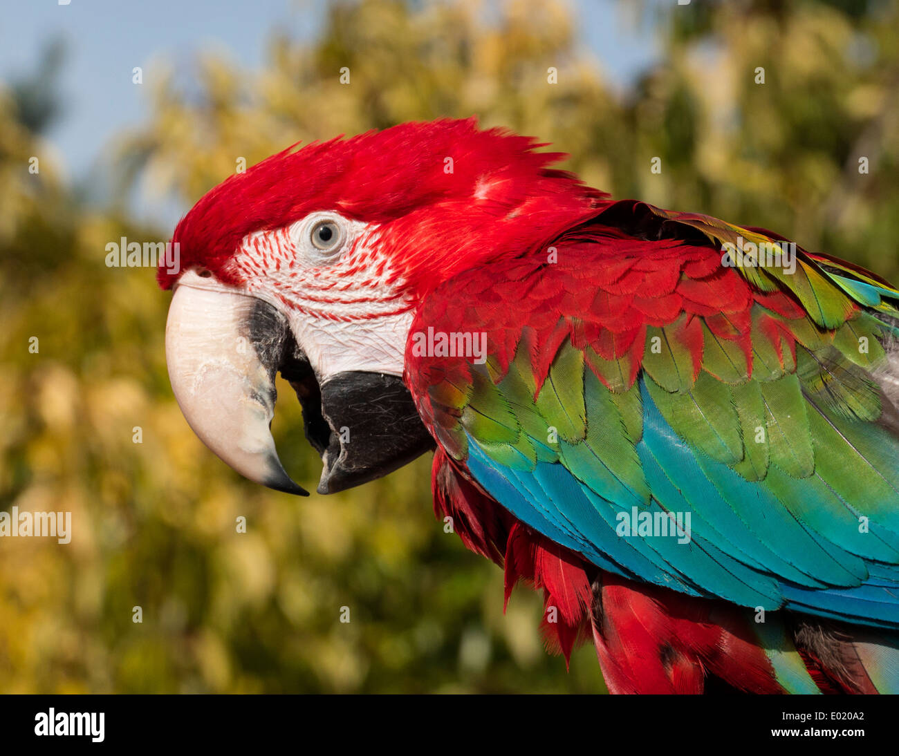 Colourful macaw hi-res stock photography and images - Alamy