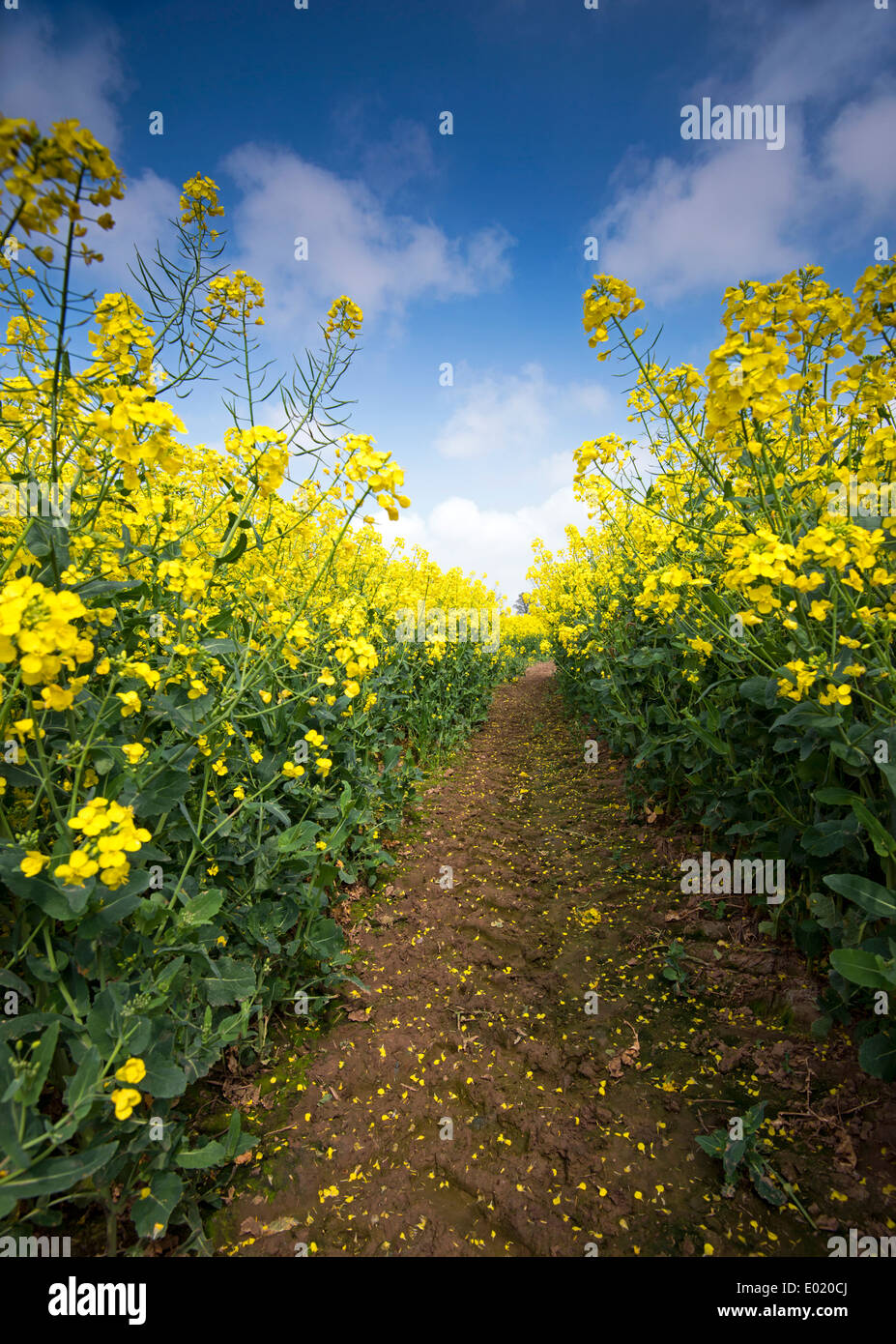 A field of rapeseed in the pretty rural village of Oxton ...