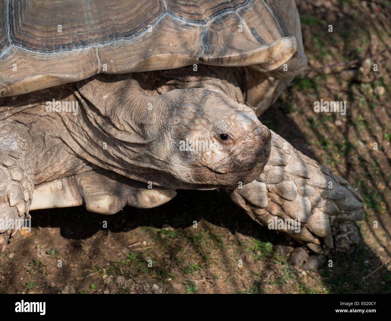 Sucatra hi-res stock photography and images - Alamy