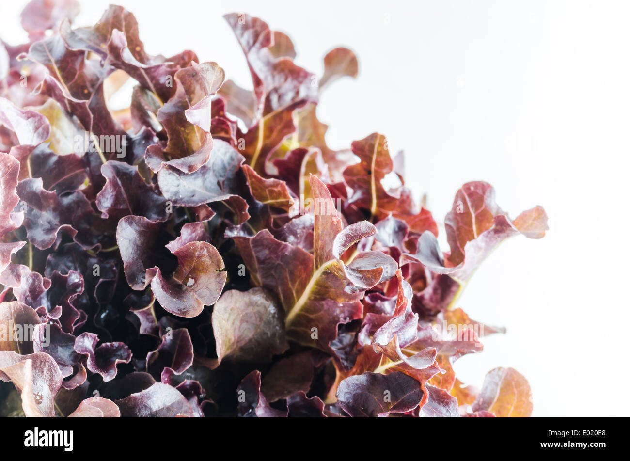 hydroponics red oak vegetable salad in the organic nature Stock Photo ...