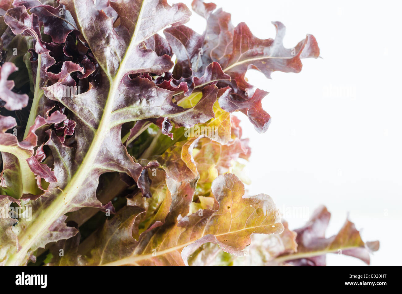 hydroponics red oak vegetable salad in the organic nature Stock Photo ...