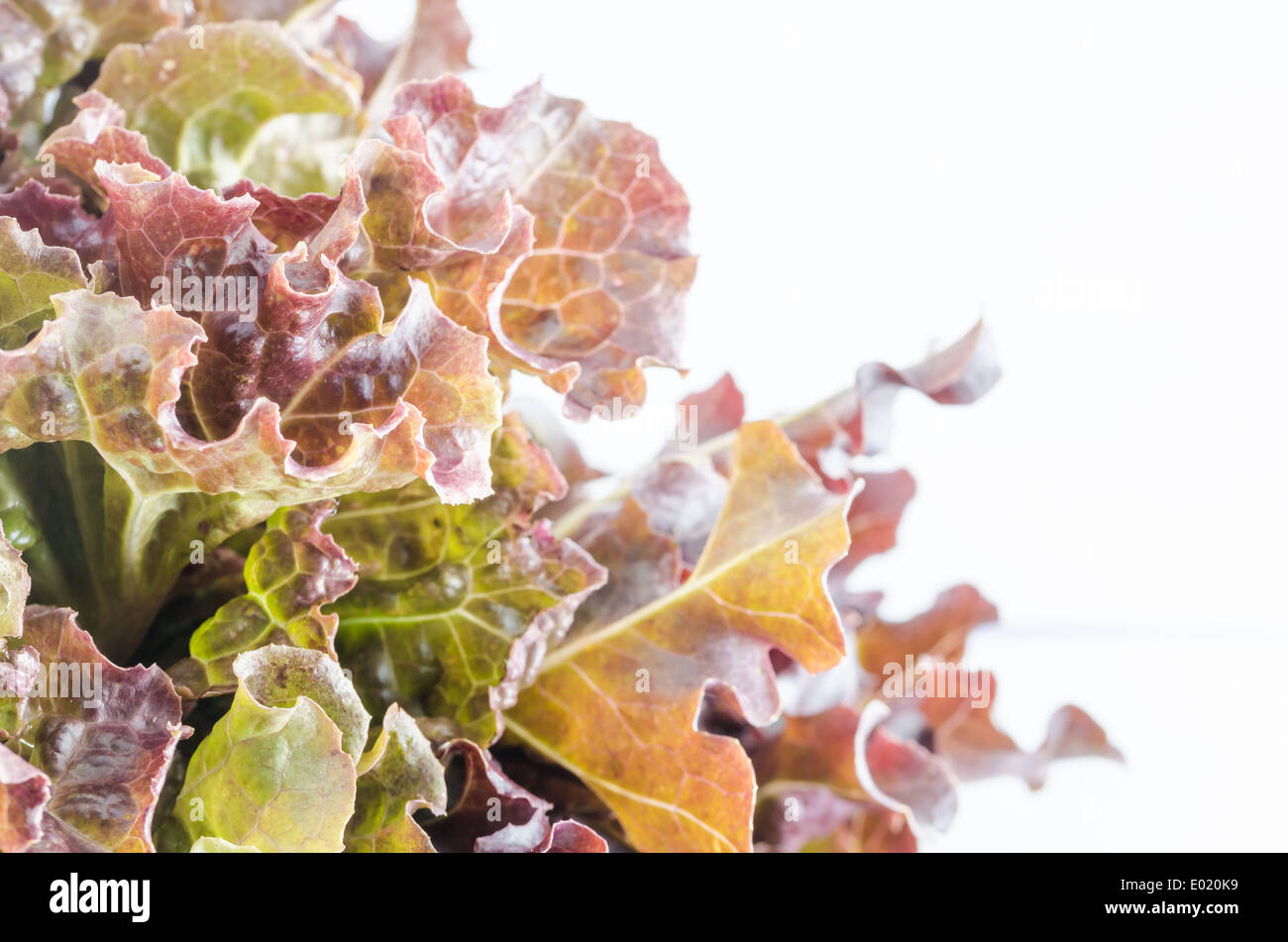 hydroponics red oak vegetable salad in the organic nature Stock Photo ...