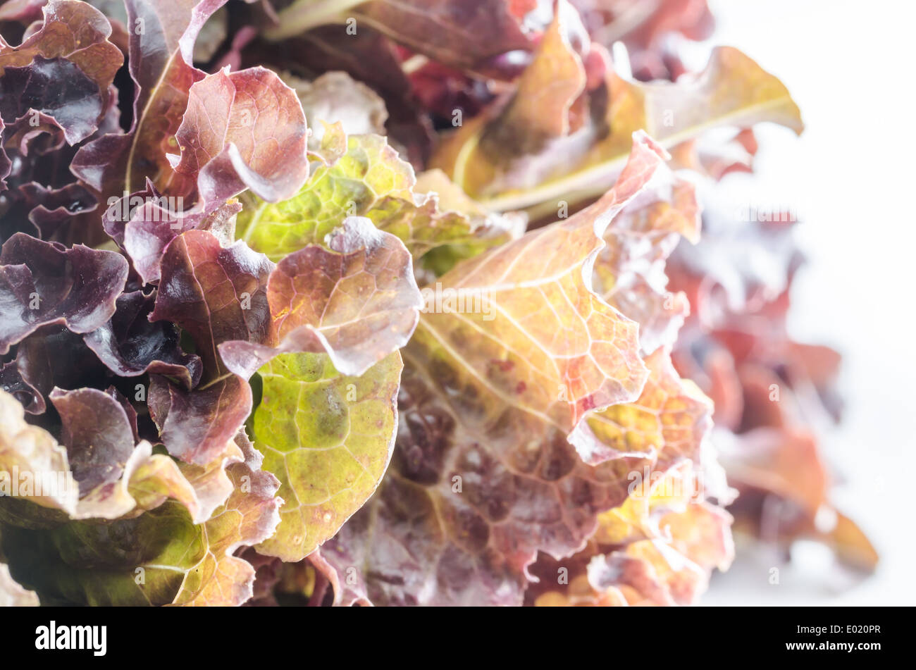 hydroponics red oak vegetable salad in the organic nature Stock Photo ...