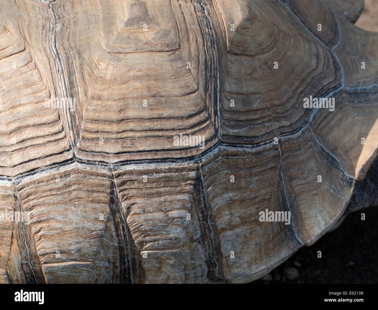 Sucatra hi-res stock photography and images - Alamy