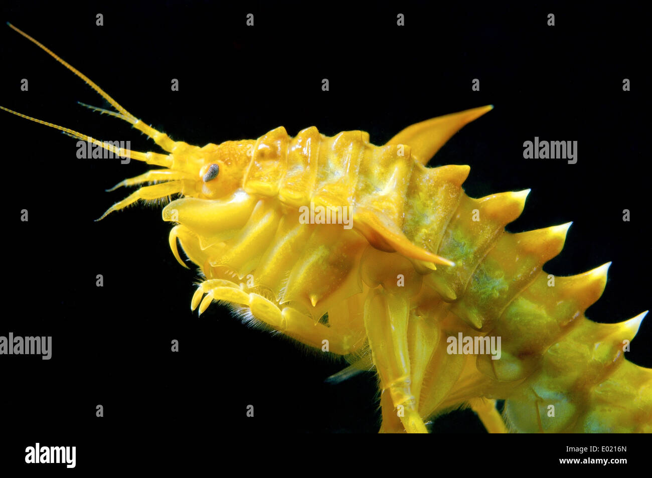 Gammarus godlewskii hi-res stock photography and images - Alamy
